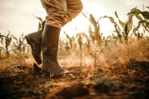 Farmer Guide Bonus Depreciation Phase Out | Farm CPA Firm
