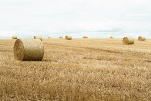 USDA Farm Subsidies | SDRP Stage 2 | Farm CPA Firm