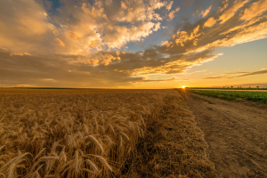 2026 FSA Program Delays | Agriculture Accounting